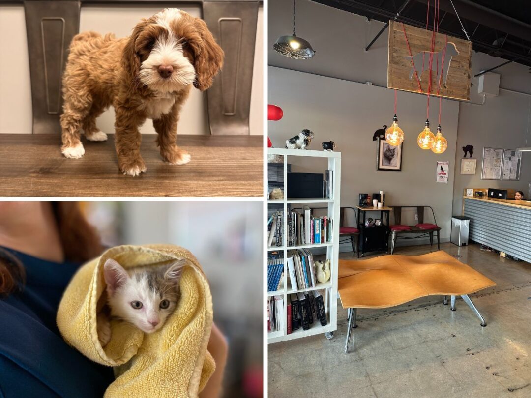 Best Veterinary Clinic In Miami, FL | Sunset Animal Clinic